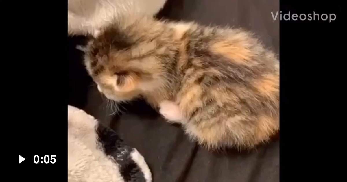 Dramantic kitten - 9GAG