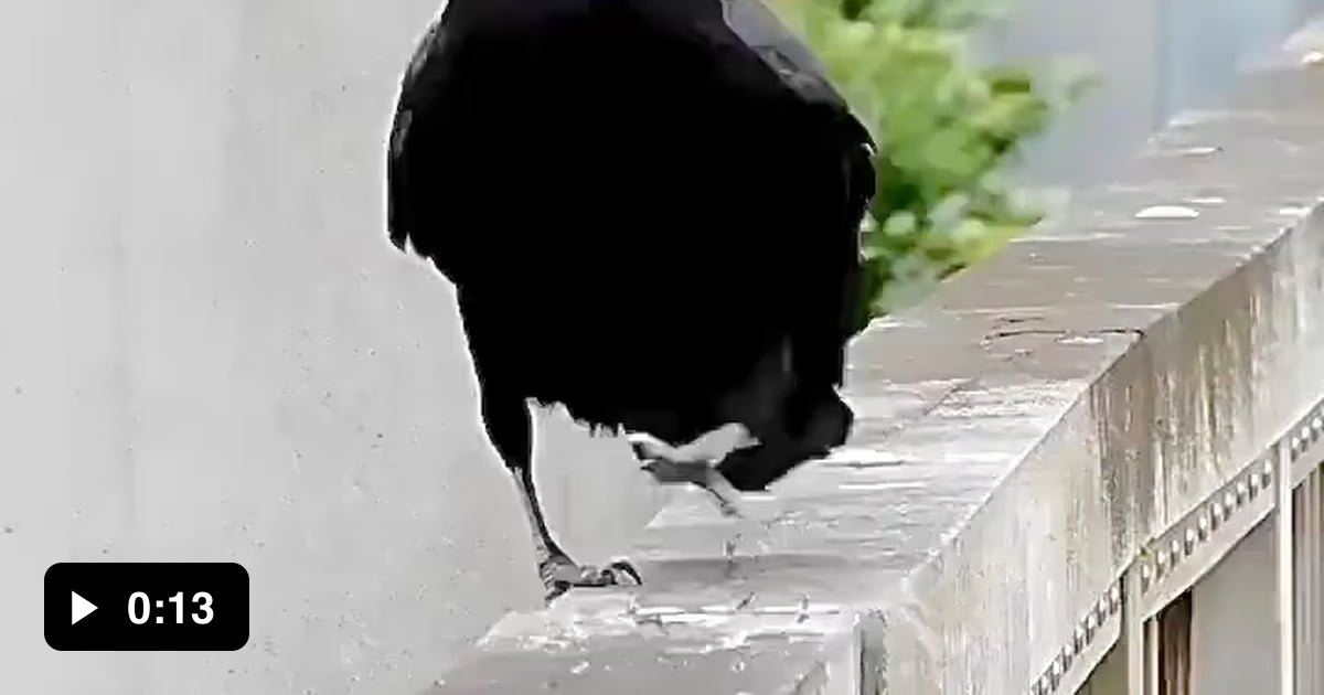 When you was a model in your previous life, but reincarned as a crow - 9GAG