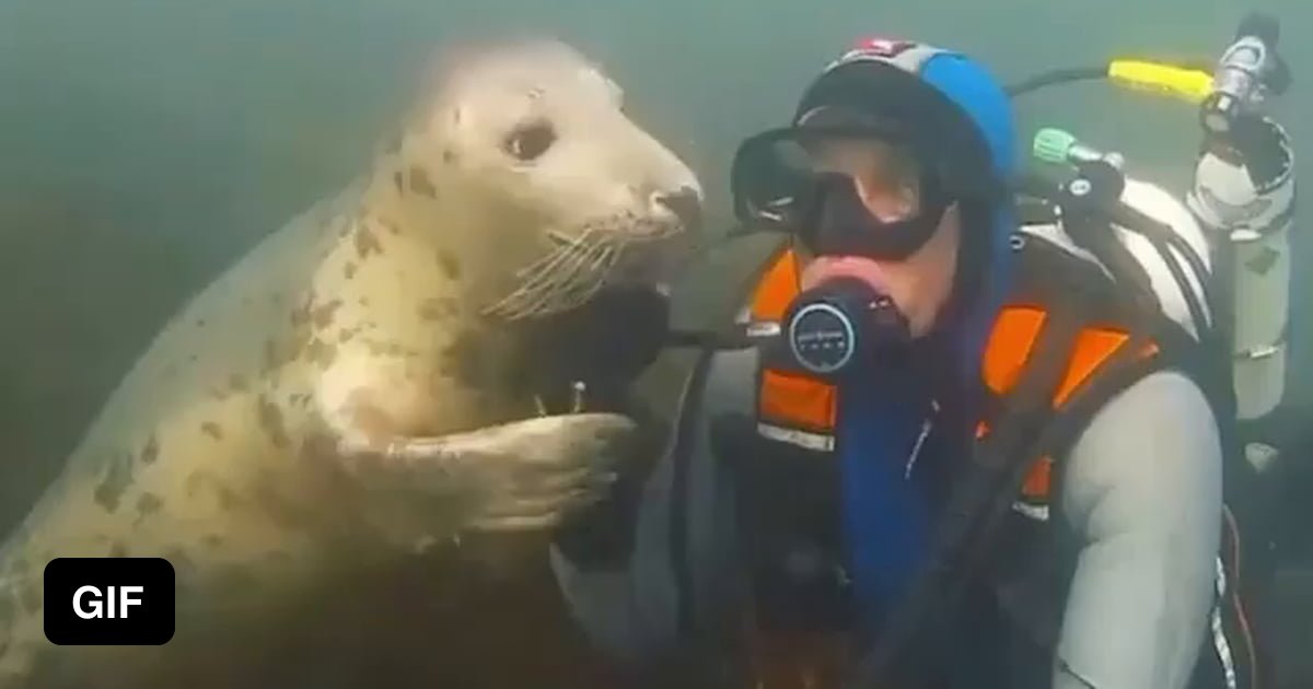 Seals are real sea puppies for divers! - 9GAG