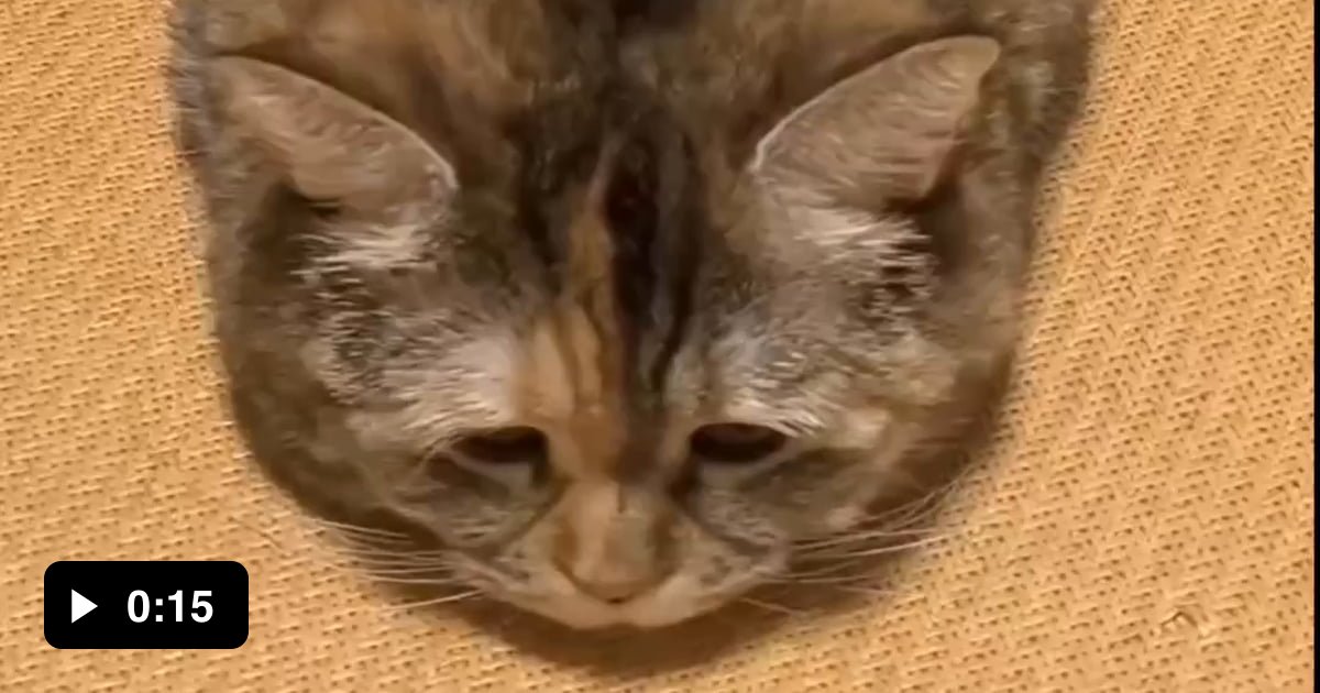 Guang Dang the sad fluffy chonky cat - 9GAG