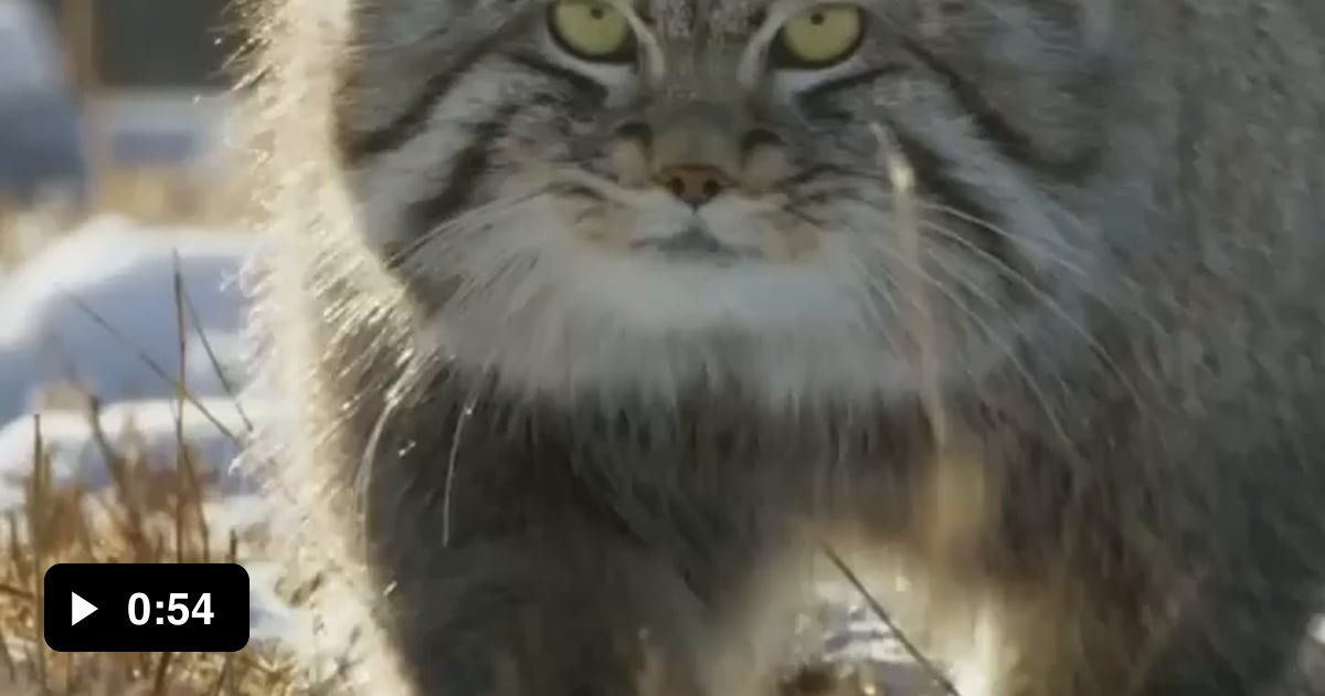 Grumpiest cat in the world - 9GAG