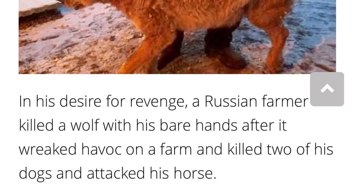 The guy went John Wick on the wolf - 9GAG