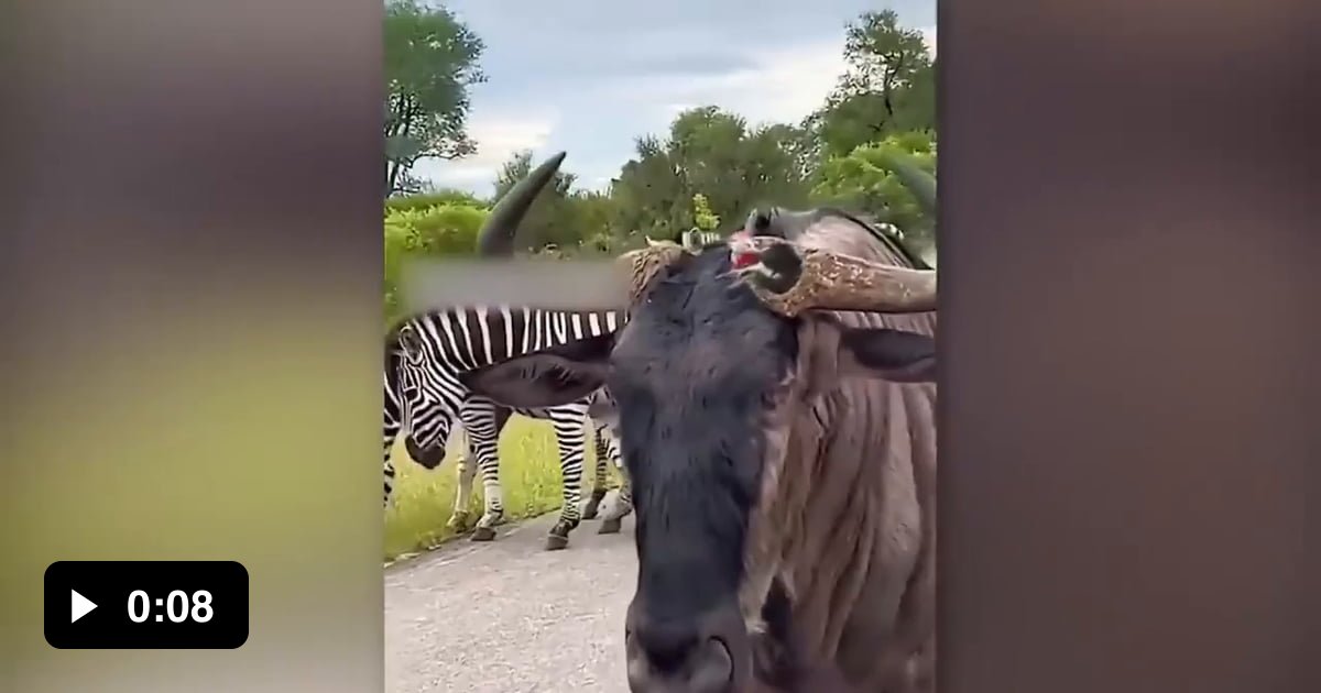 Bird has made a Nest inside of this Horn - 9GAG