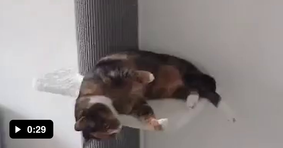 Cats and new scratching post - 9GAG
