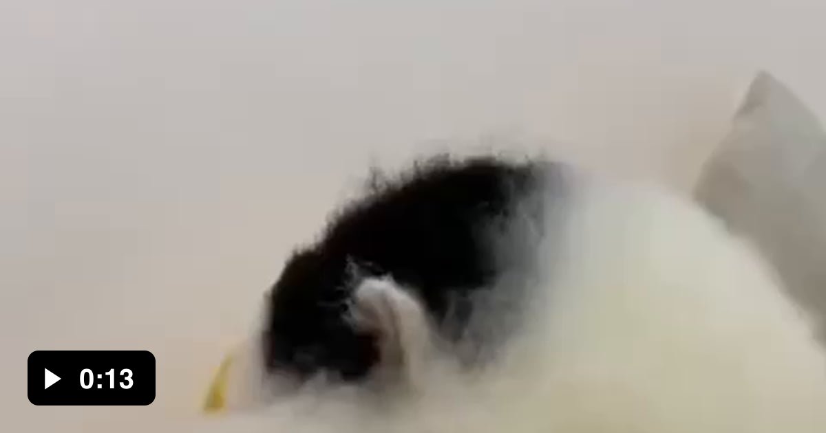 Dieded Inside - 9GAG