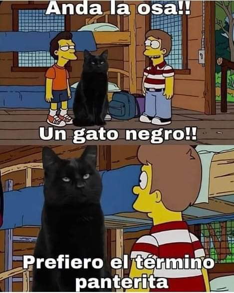 No hay cosa mas linda con un Michi. - 9GAG