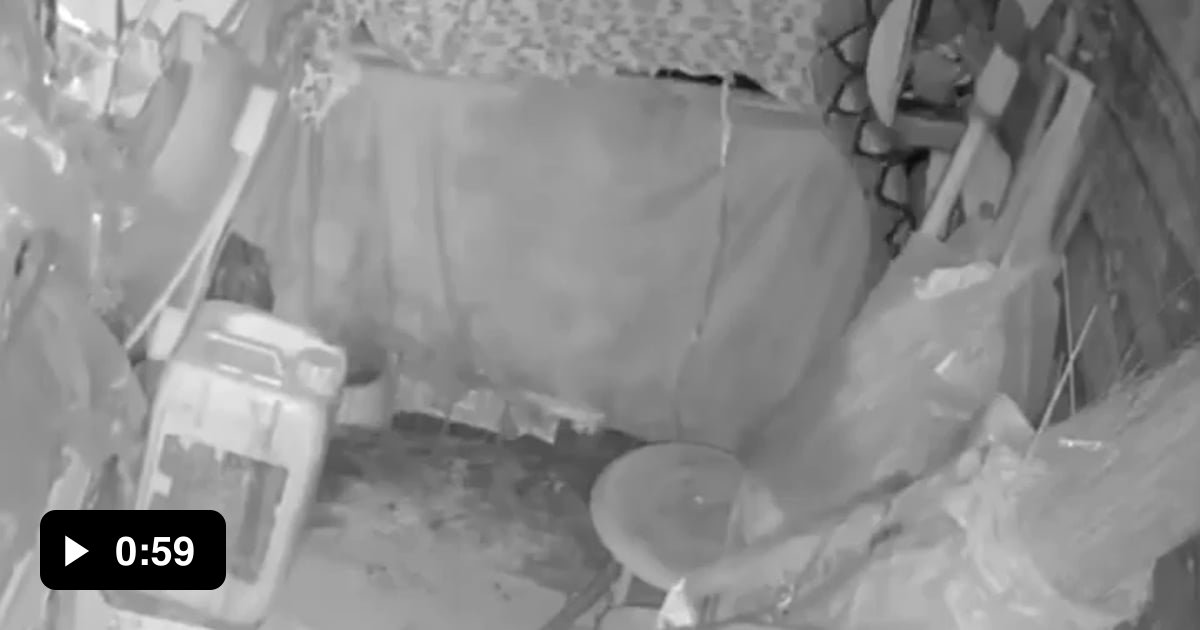 A man saved his pet cats from a huge Python - 9GAG