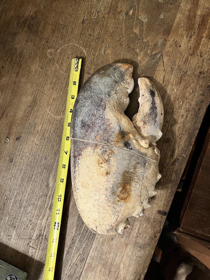 Massive Maine lobster claw - 9GAG