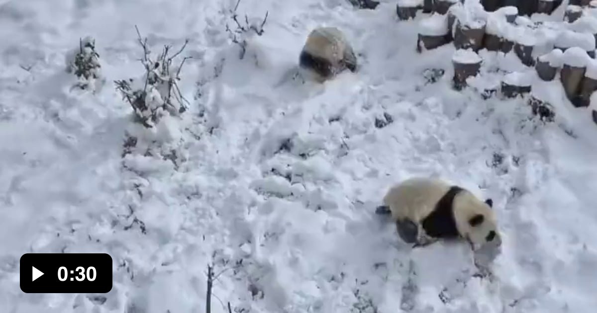 I identify as Panda - first snow - 9GAG
