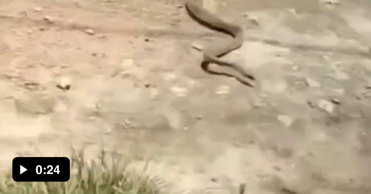 Life Hack do not throw slippers at snake - 9GAG