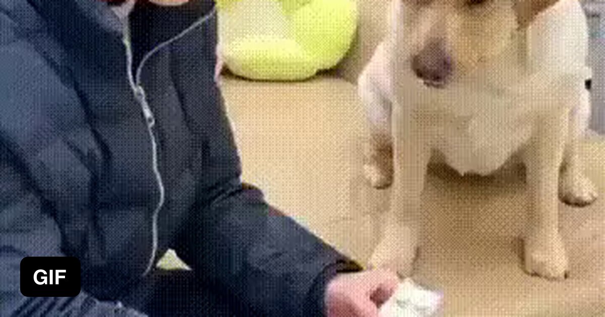 The betrayal, the deception brother - 9GAG