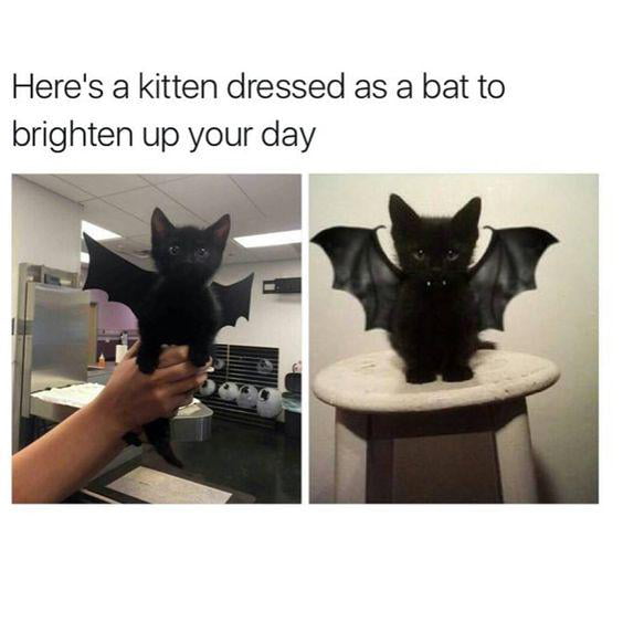 Is it batman or catman? - 9GAG