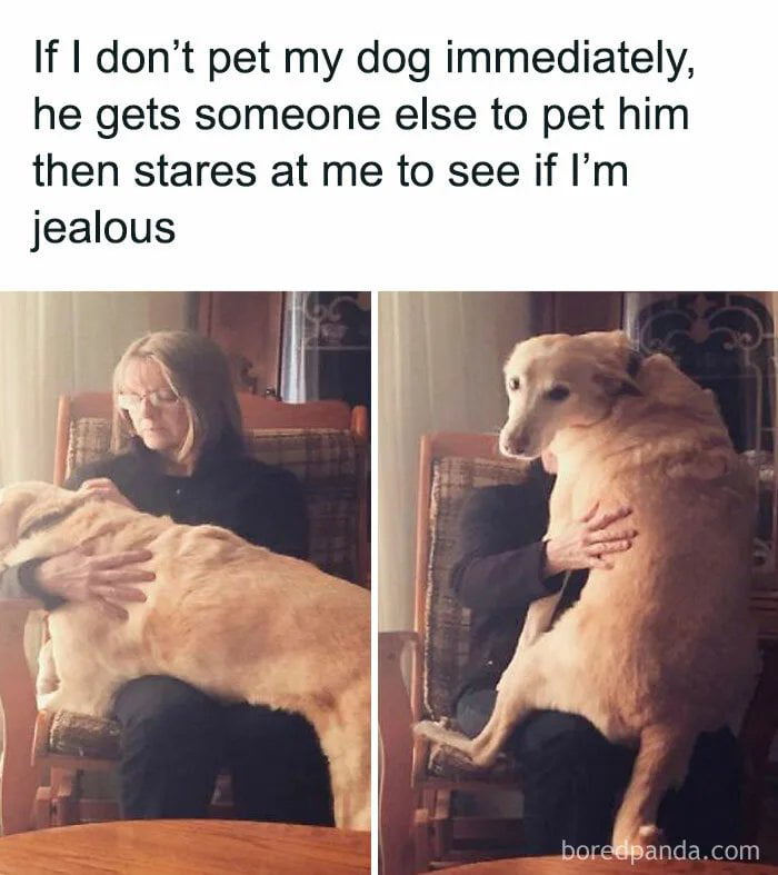 Dogs have knowledge - 9GAG