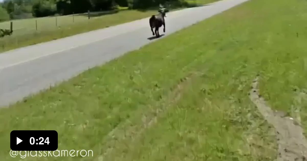 POV of a cowboy catching a strong runaway bull with a lasso - 9GAG