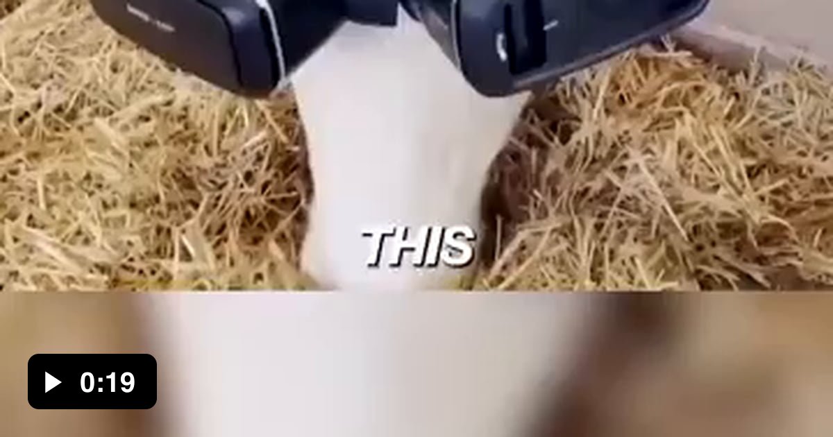Cows wearing VR headsets - 9GAG