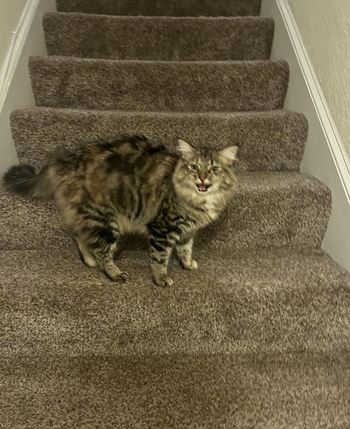 Bink was VERY angy with me for coming home from work so late 😡 - 9GAG