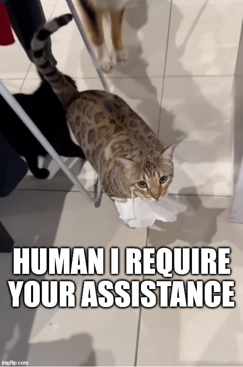 Human I require your assistance - 9GAG
