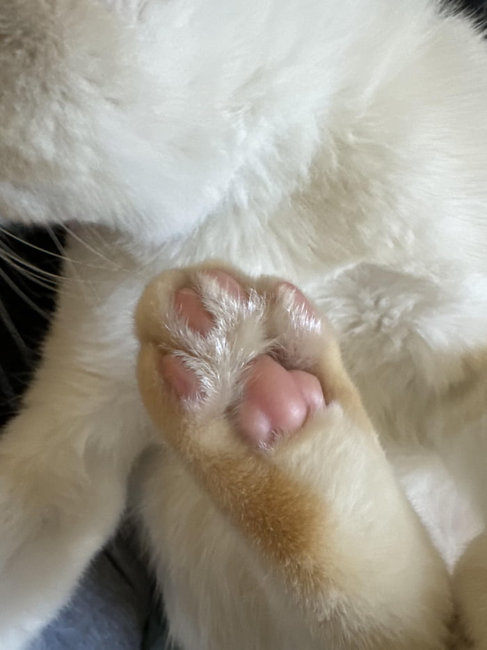 So you’re telling me, these paws take no fall damage😭 - 9GAG