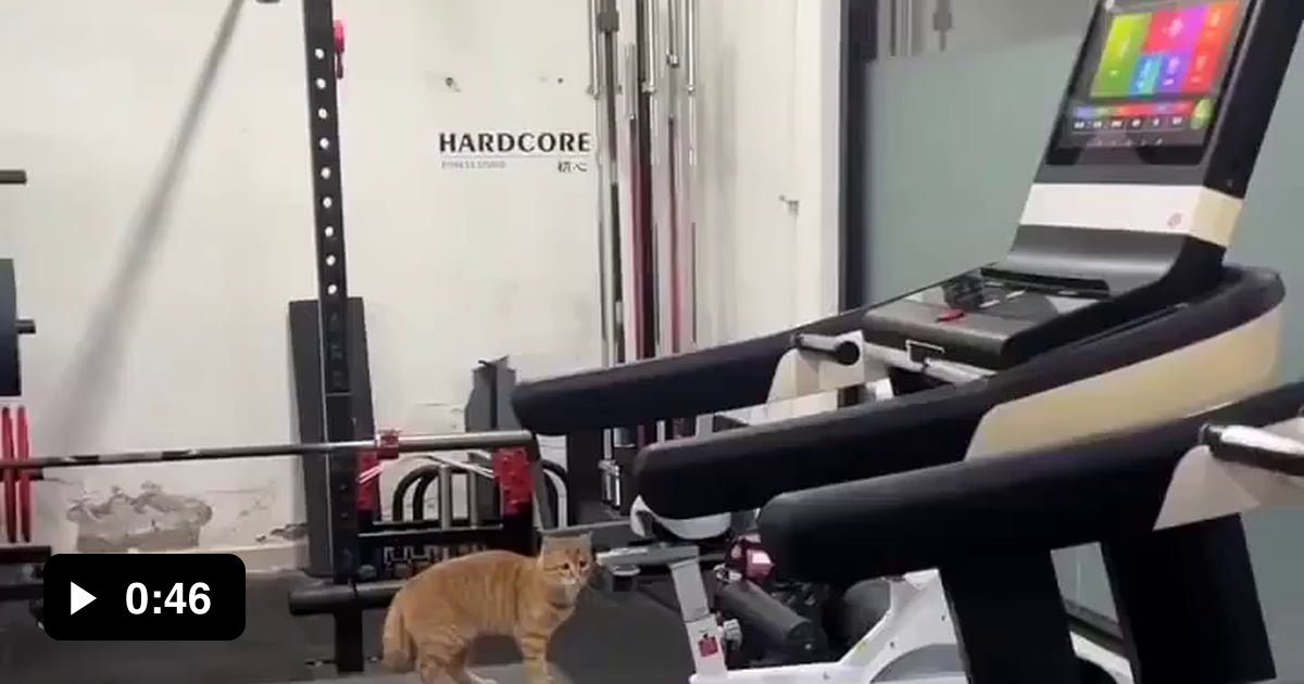 The cat knows how to start the treadmill - 9GAG
