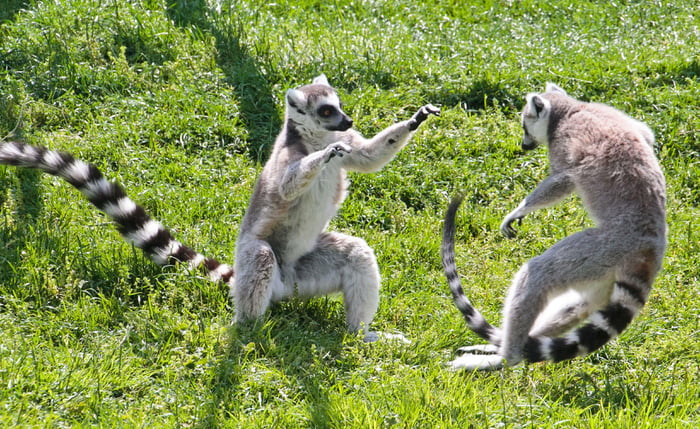 Male ringtail lemurs have scent glands that produce odorous secretions ...