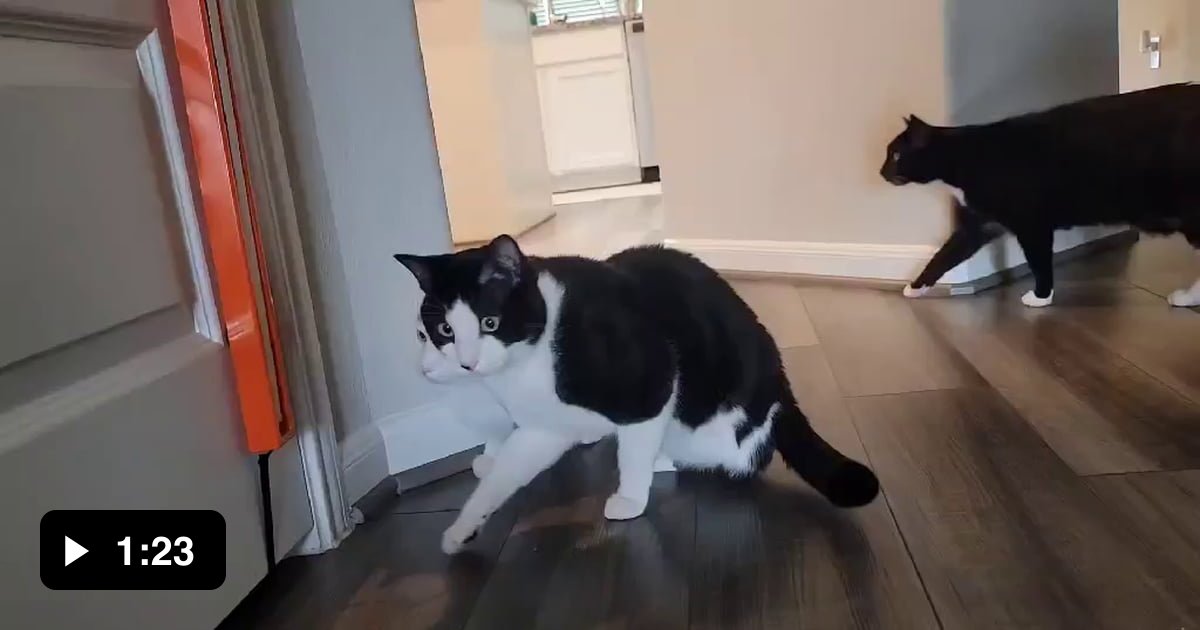 How to distract two idiots for hours - 9GAG