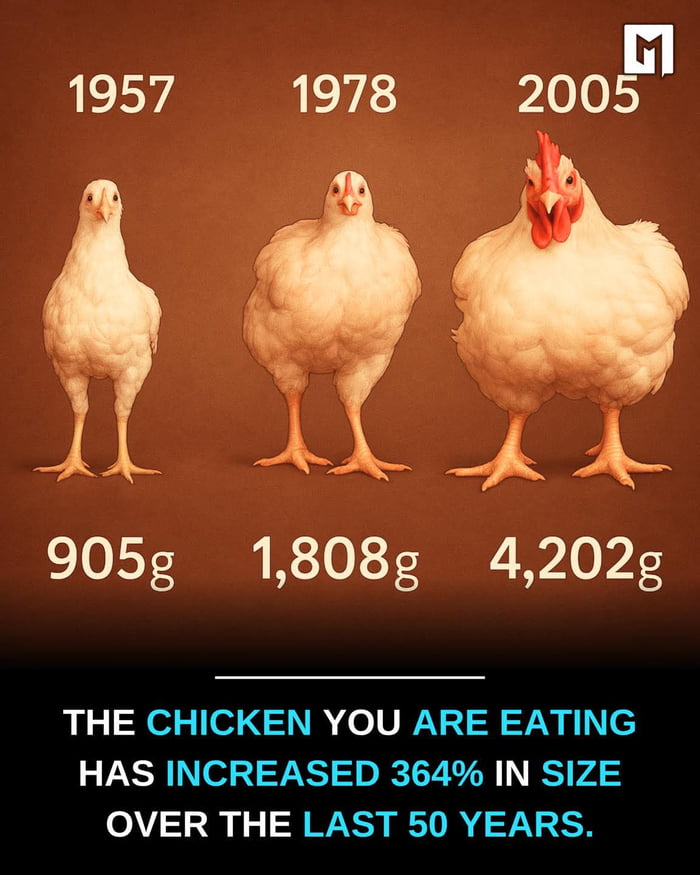 Evolution of chicken. - 9GAG