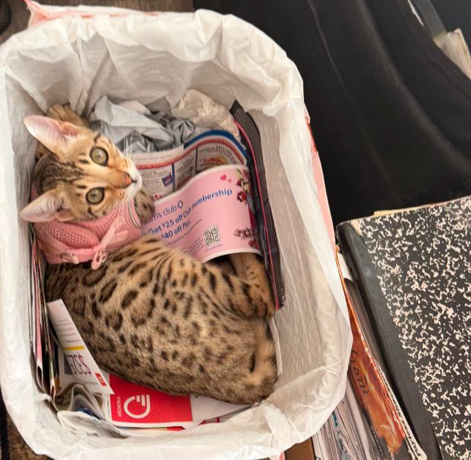 Kitten keeps chillin in the trash - 9GAG