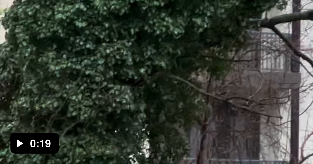 Hawk vs baby geese… Don’t underestimate a father - 9GAG