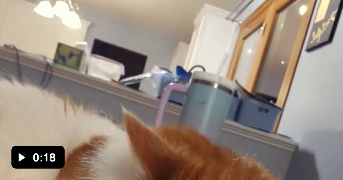 Enjoy a moment of toe beans and cat snores to cleanse your mind. - 9GAG