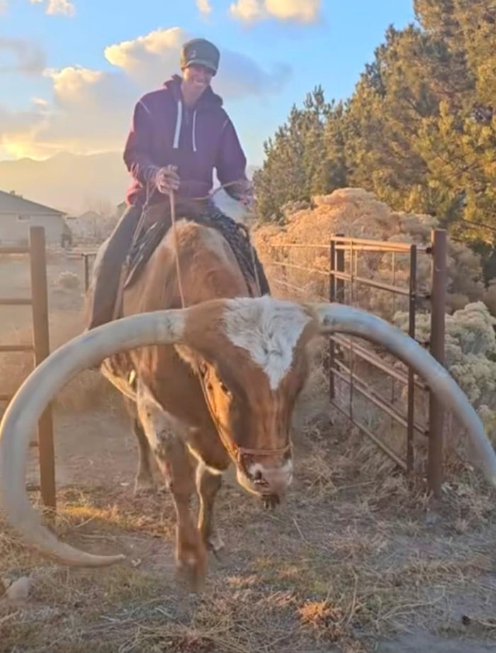Of horns on a longhorn - 9GAG
