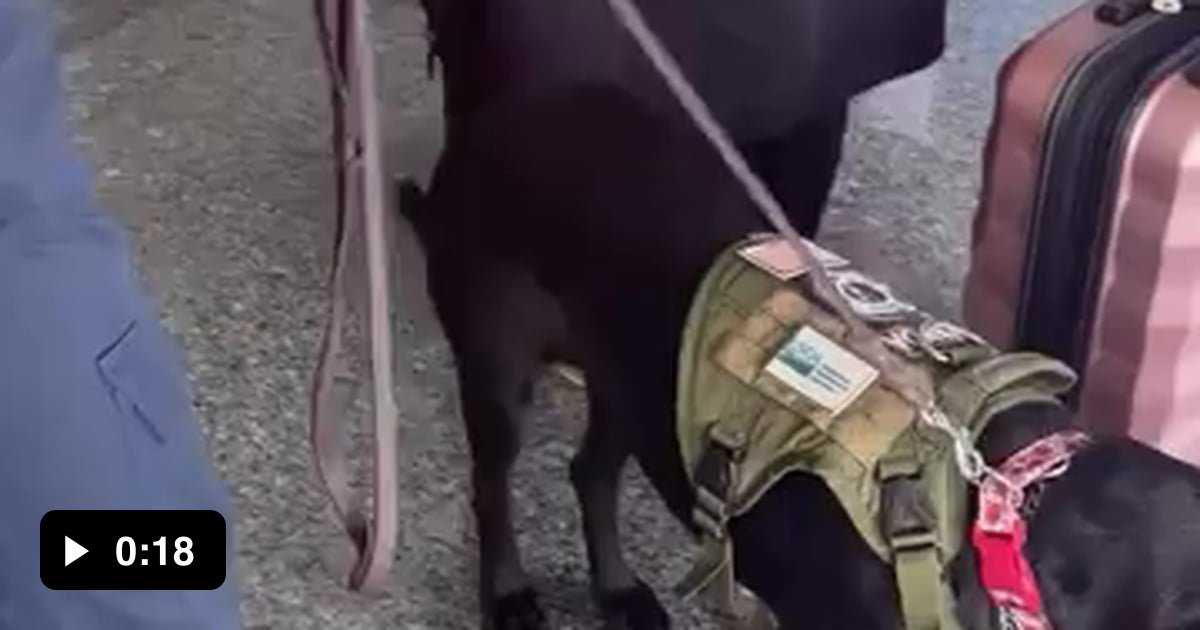 To throw border security dog off the scent - 9GAG