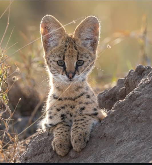 Serval kittens stay with mom up to two years before living on their own - 9GAG