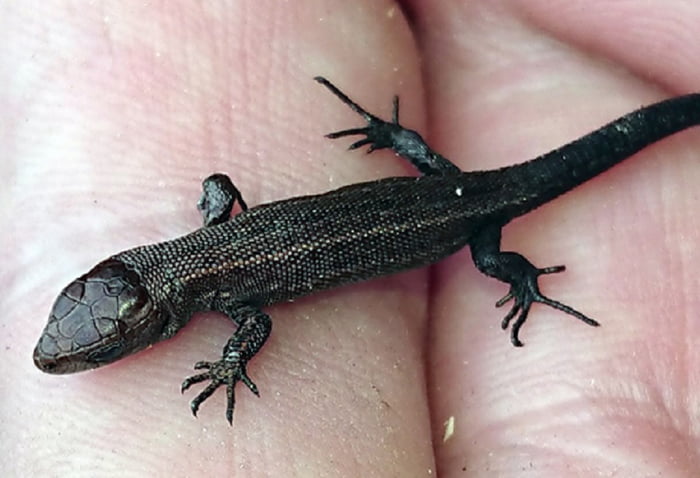 Ok internet nerds. What lizard is this? In a place where everything is ...