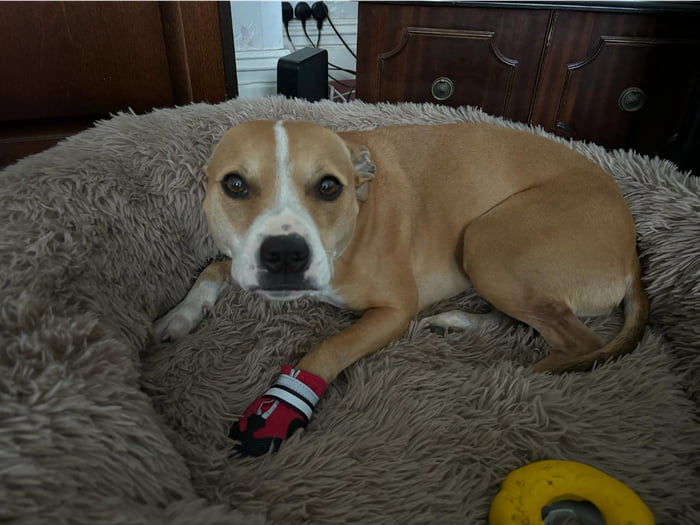 Poor pupper after vet earlier. Keeping stronk! - 9GAG