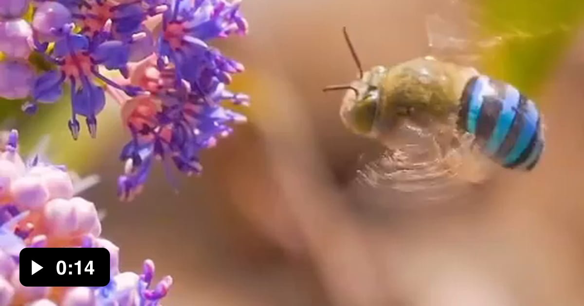 Blue-banded bees are easily recognizable by the bright blue stripes on ...