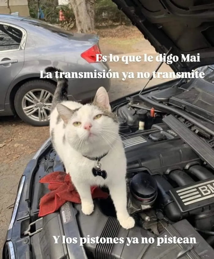 Lo que usted diga señor gato, usted es el experto - 9GAG
