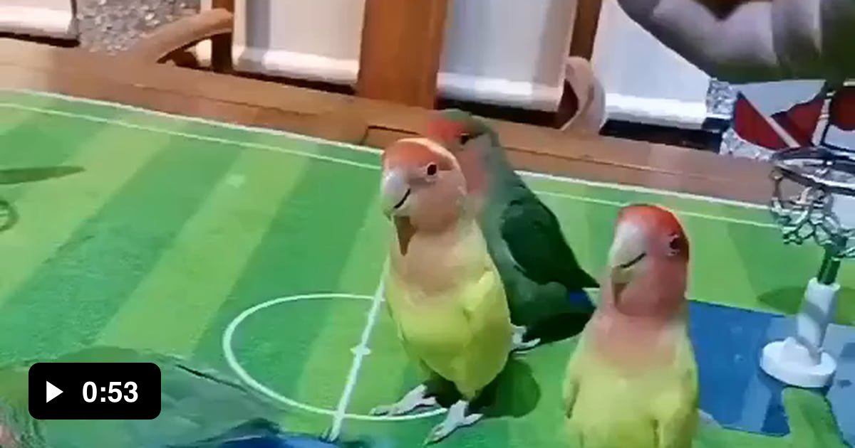 Have a birby day! - 9GAG