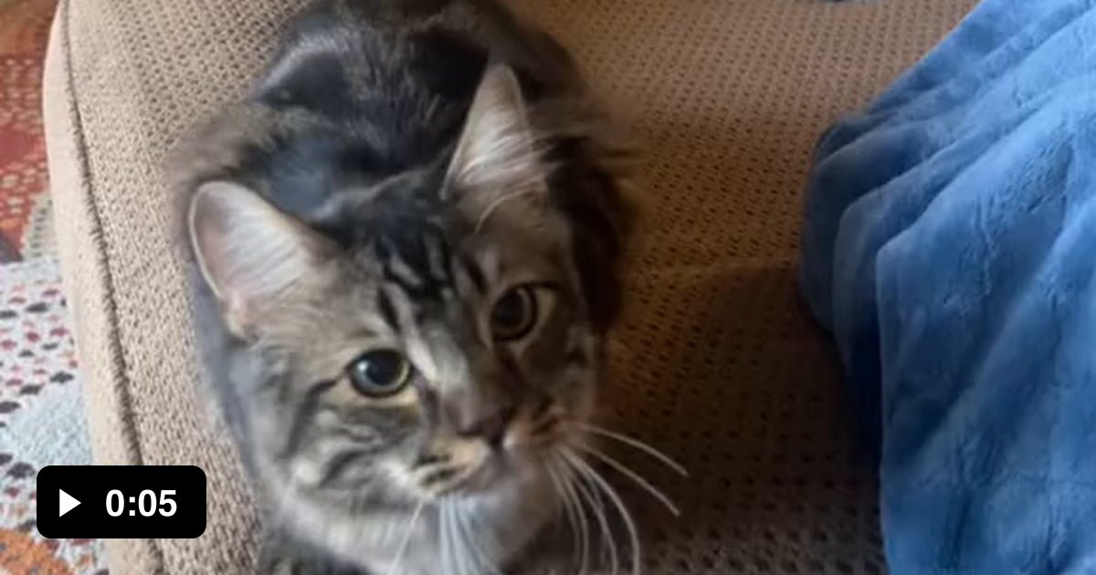 Catto goes brrrrr - 9GAG