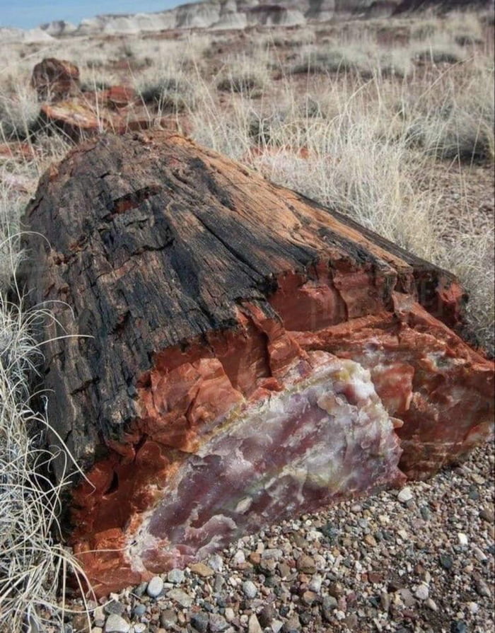 Petrified Tree Trunk in Arizona Dating Back 225 Million Years - 9GAG