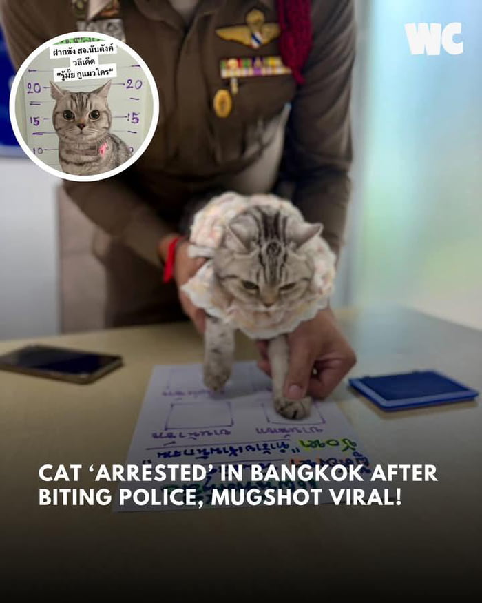 Looks like someone is facing paw-some charges. - 9GAG
