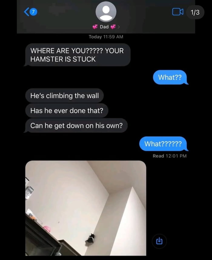Dad, is this normal hamster behavior? - 9GAG