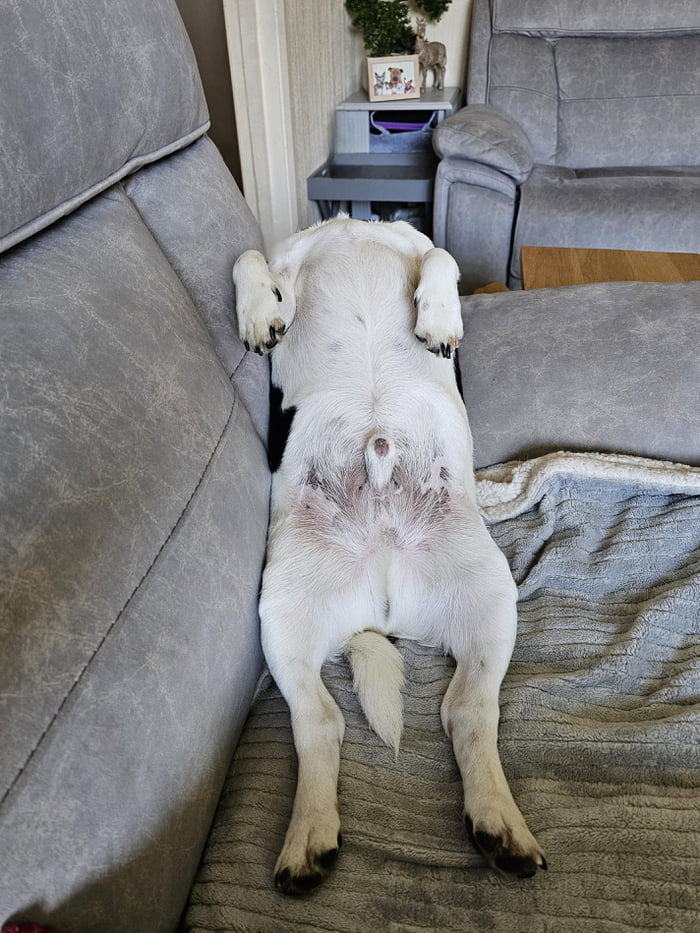 Sullivan's favourite place to sleep - 9GAG