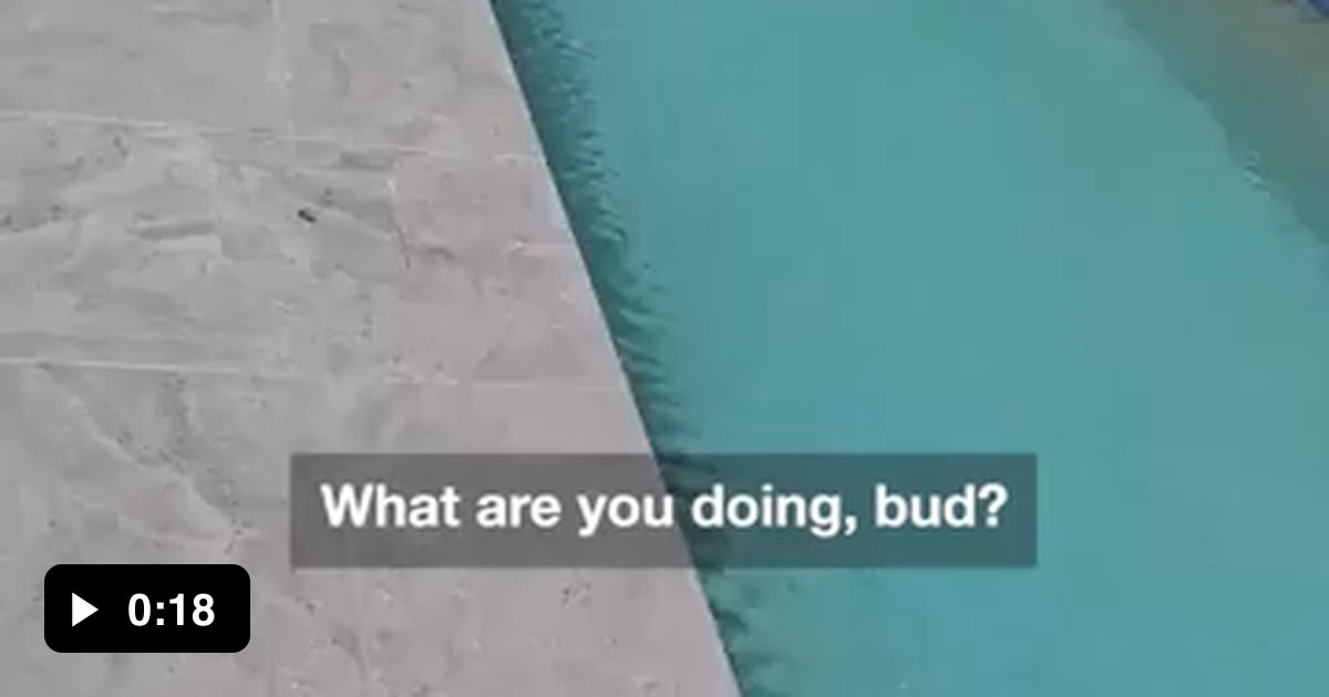 Helping a bat out of a pool - 9GAG