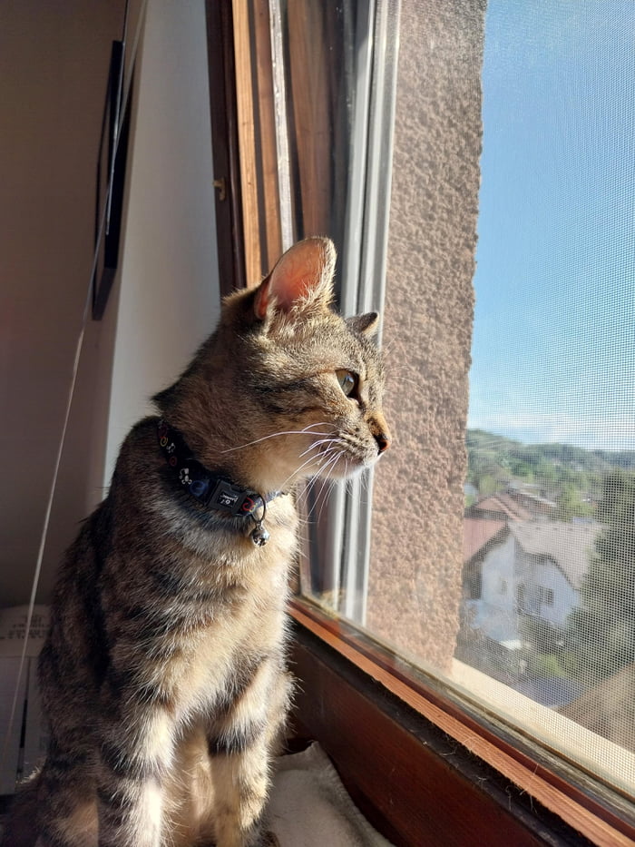 Tara is getting comfy in her forever home🏡 - 9GAG