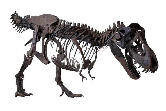 This is "Wyrex," the fossilized remains of a Tyrannosaurus Rex that had ...
