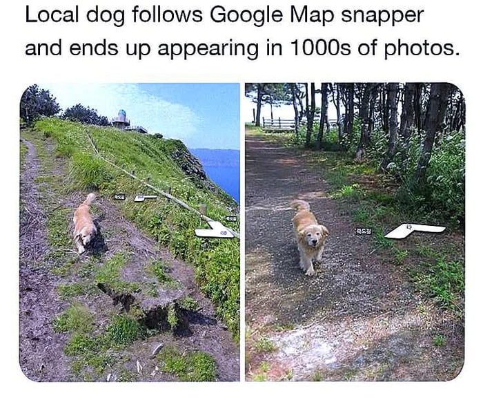 Adventurous doggo - 9GAG