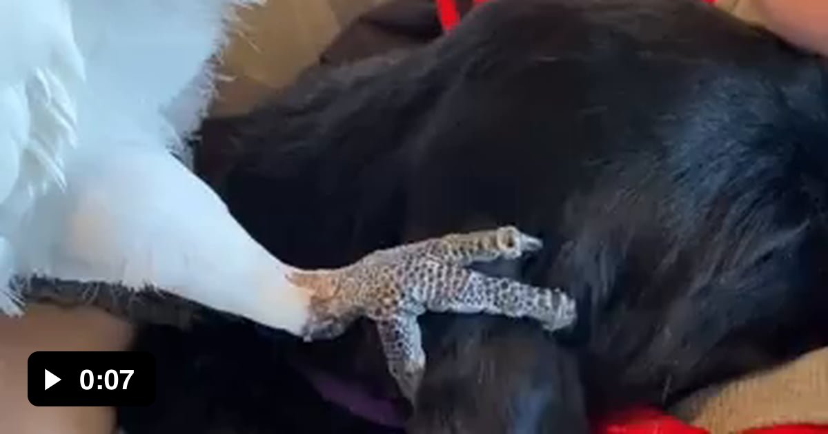 Love is fur real - 9GAG