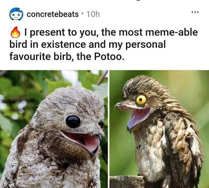 The meme Bird - 9GAG