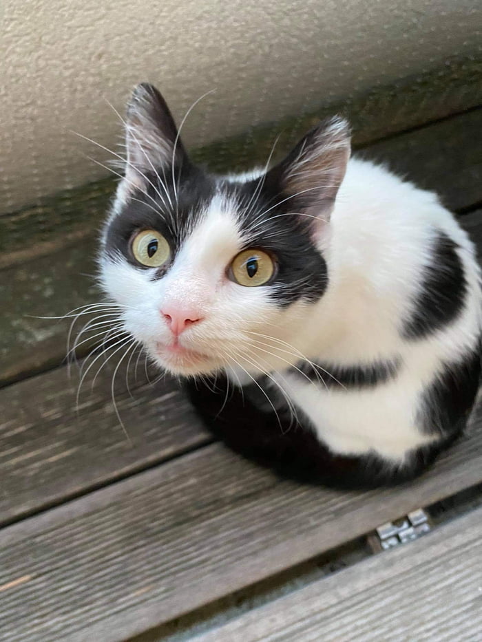 Funny photo of my toothless cat - 9GAG