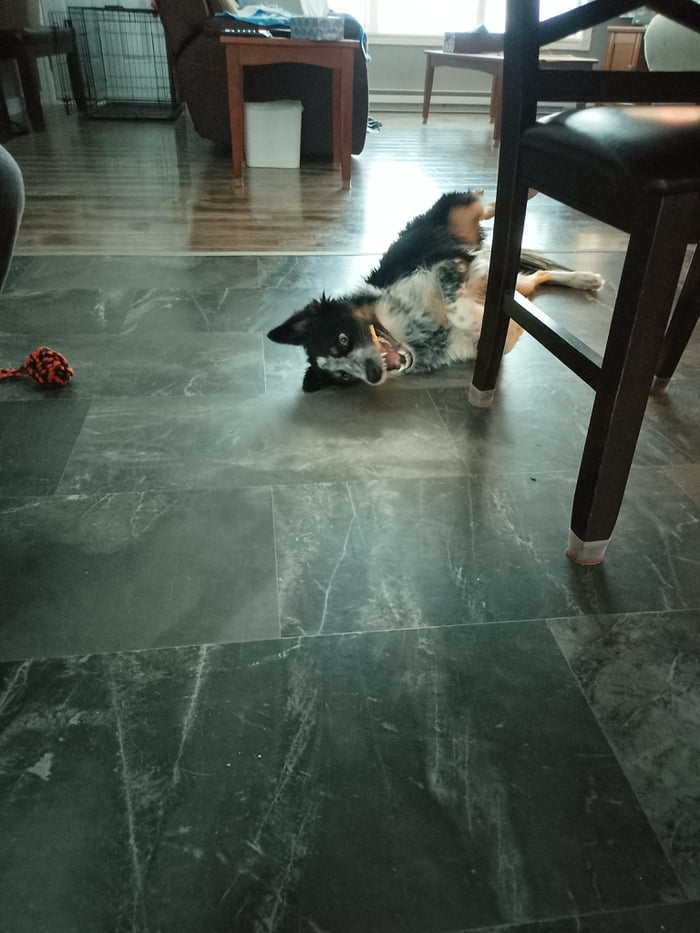 Rawr ! If you flip it on the side it looks like she's running super fast 🐾 - 9GAG